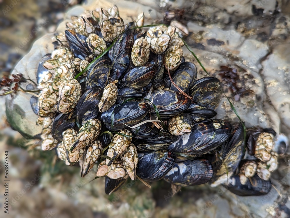 mussels on rock, marine invertebrates, pacific coast intertidal ...