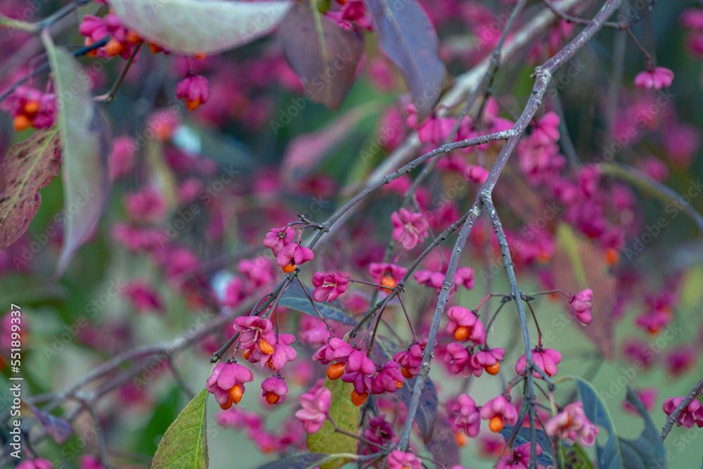 Euonymus europaeus, known as spindle, and also as European spindle and ...