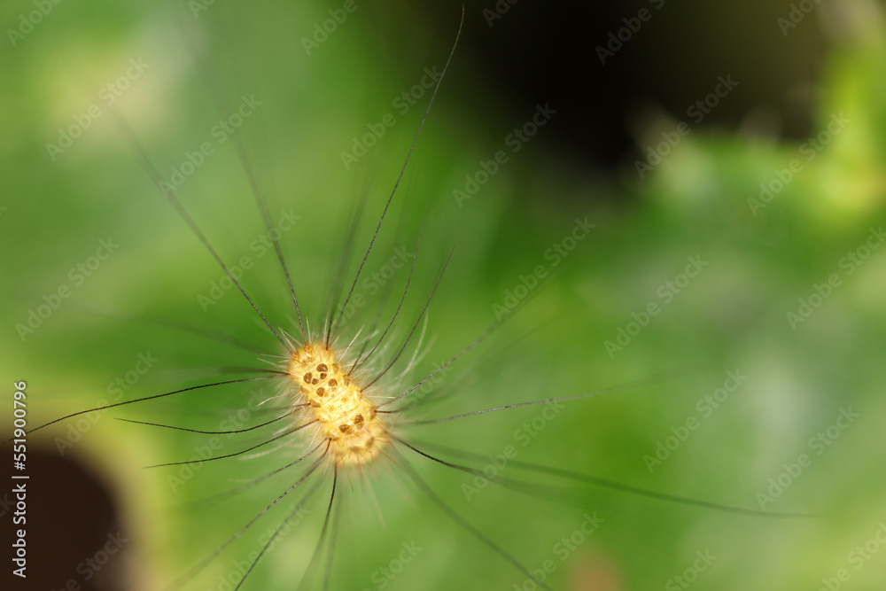 Long-haired caterpillar - larvae of fall webworm - Hyphantria cunea ...