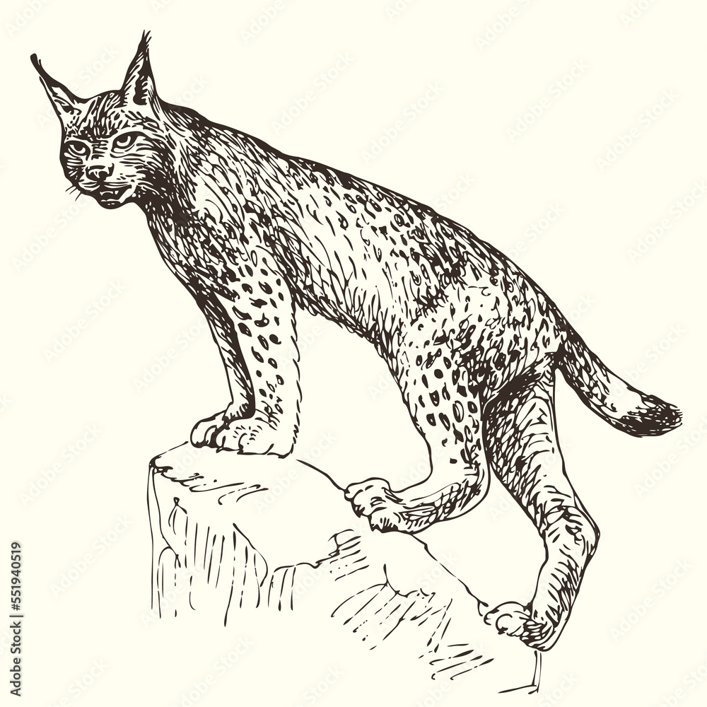 vector, realistic hand drawn sketch drawing of predator lynx Stock ...