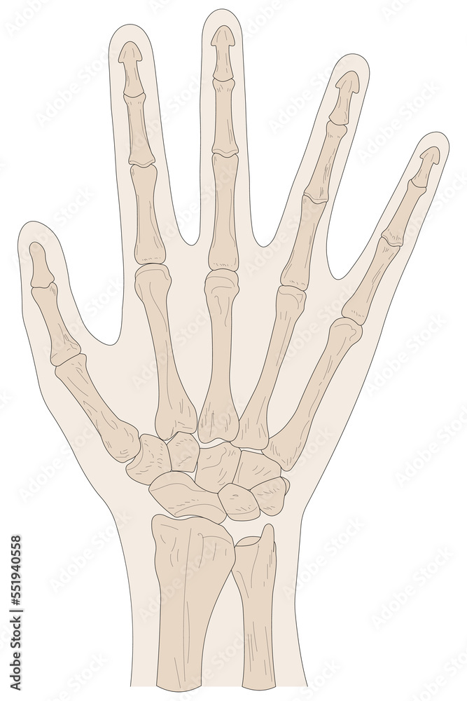Bones of the right hand, dorsal (posterior) view Stock Vector | Adobe Stock