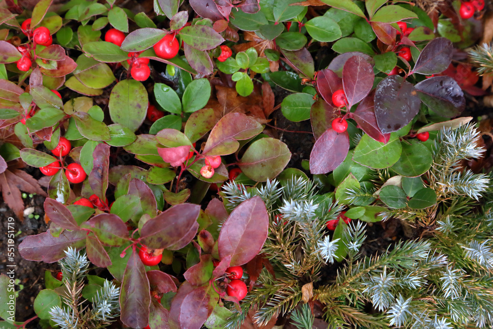 Checkerberry berries stand out against the oval green leaves. The fir ...