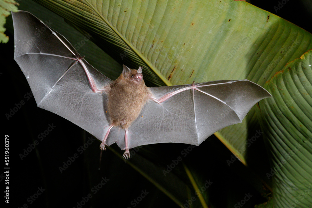 Seba's short-tailed bat (Carollia perspicillata) flying at night under ...