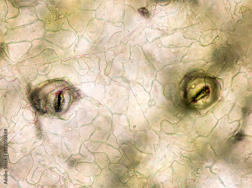 leaf under the microscope showing stomata - optical microscope x400 ...