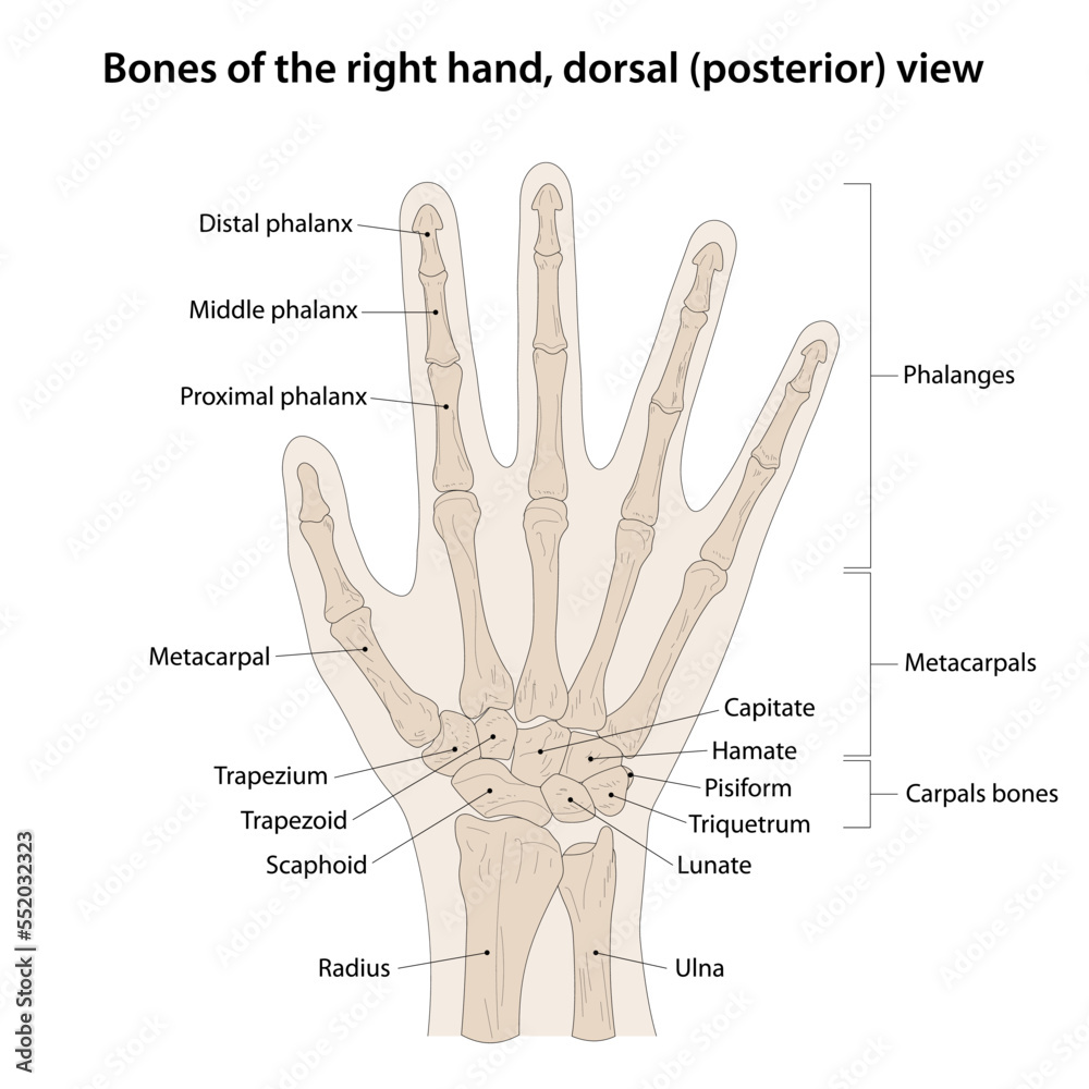 Bones of the right hand, dorsal (posterior) view เวกเตอร์สต็อก | Adobe Stock