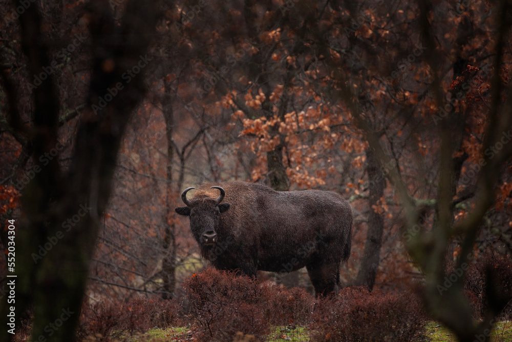 Herd of european bison hides in the bushes. Wood bison during winter ...