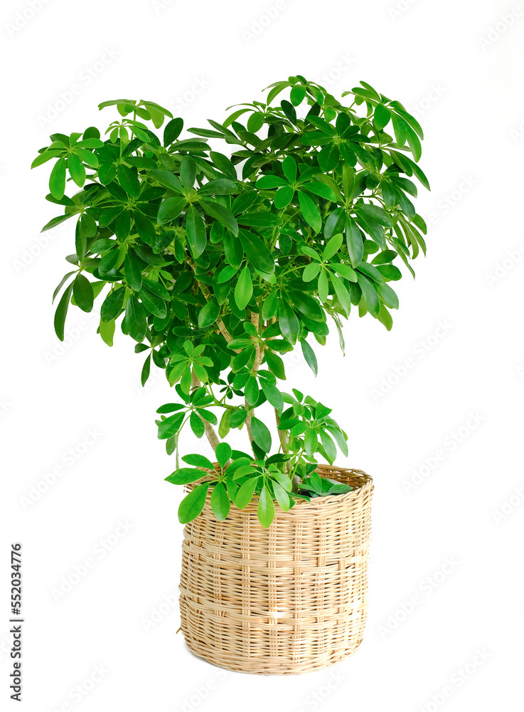 Octopus Tree or Umbrella Tree (Schefflera Actinophylla). Green plant ...