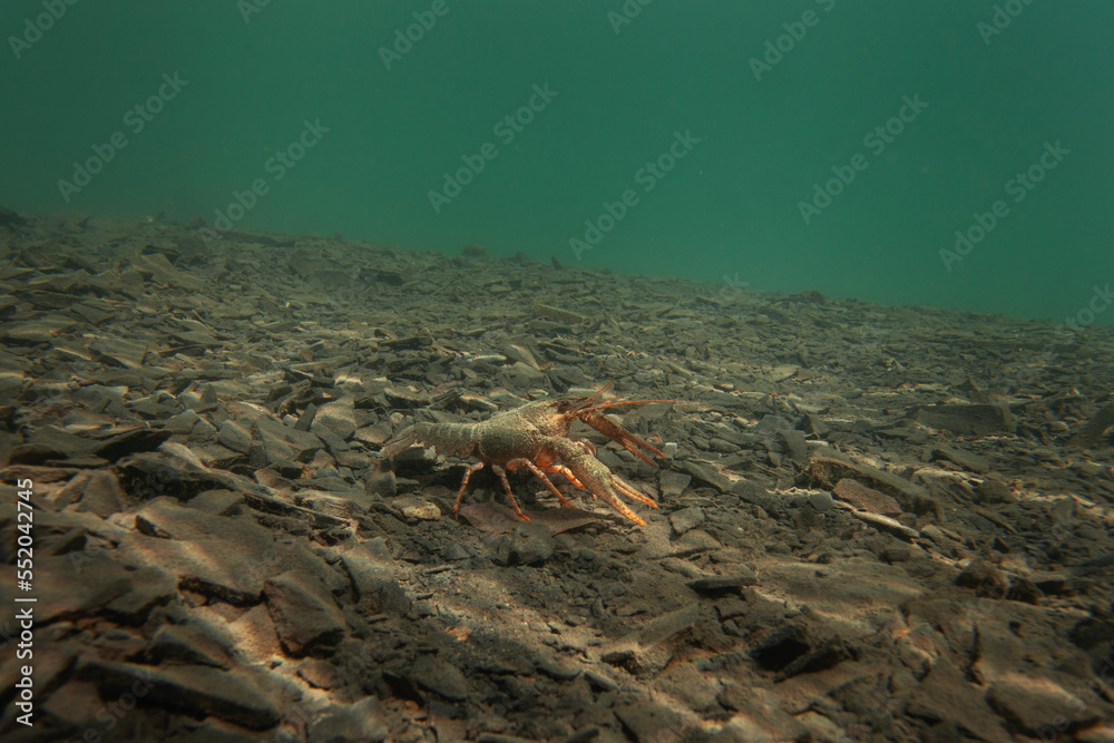 Crayfish walking on the bottom. Wildlife in the fresh lake. Underwater ...