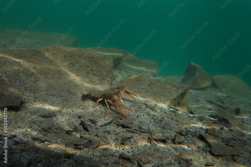 Crayfish walking on the bottom. Wildlife in the fresh lake. Underwater ...