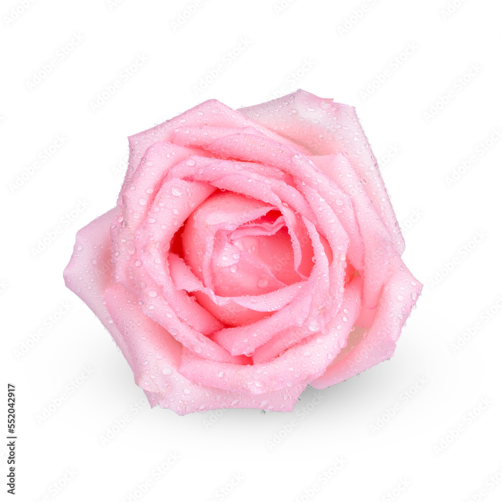 Pink rose with water drops isolated on transparent background (.PNG ...