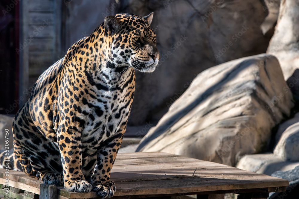 The jaguar is a large cat species and the only living member of the ...