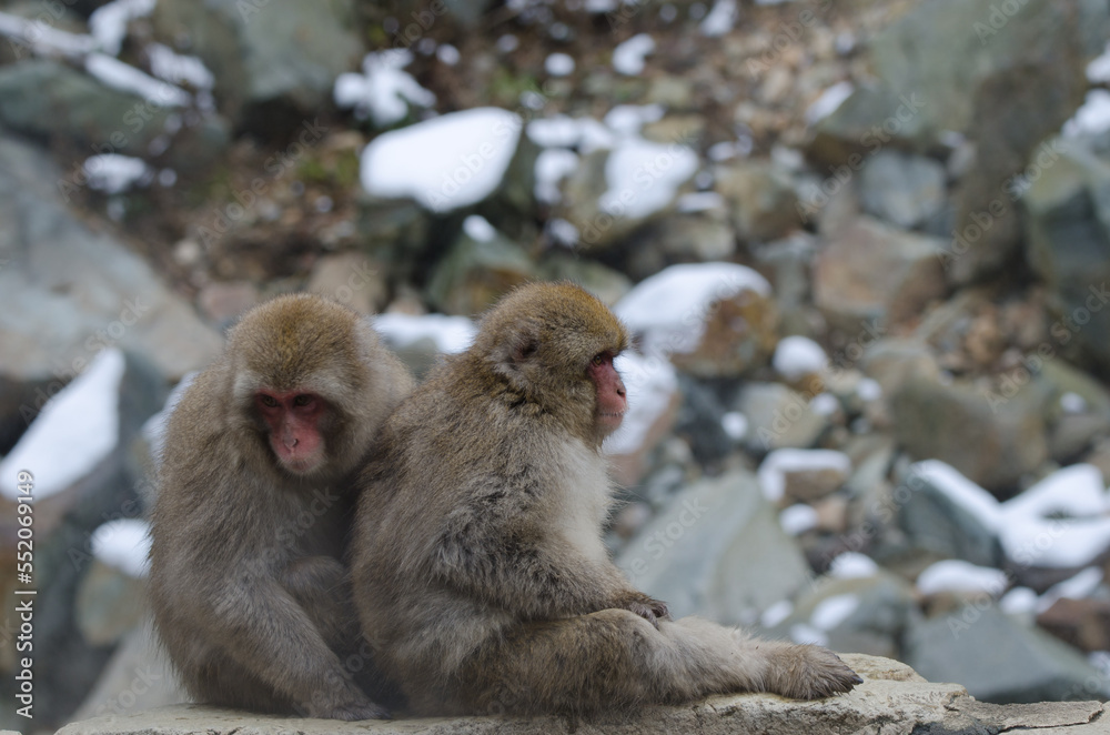 Japanese macaques Macaca fuscata. Jigokudani Monkey Park. Yamanouchi ...
