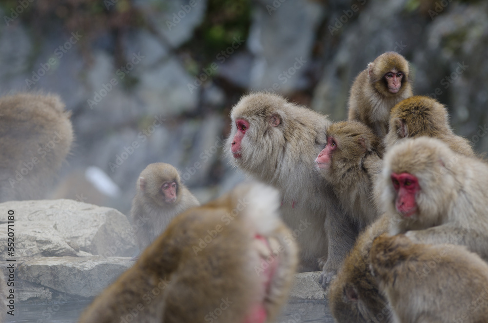 Troop of Japanese macaques Macaca fuscata next to a hot spring pool ...