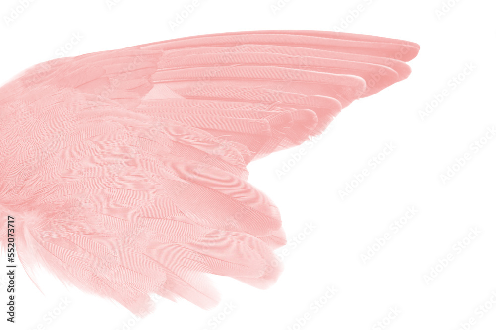 coral pink wing of birds on white background with clipping path ภาพถ่าย ...