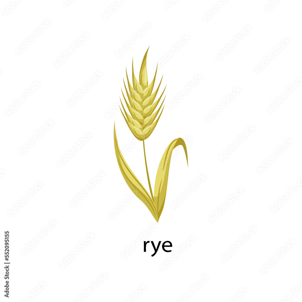 Rye cereal crop cartoon illustration. Rye with leaves isolated on white ...