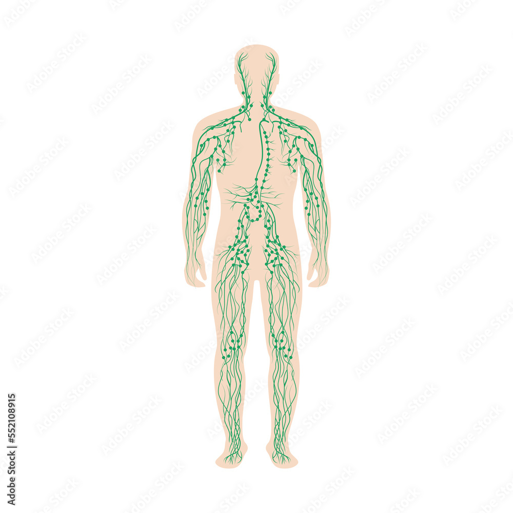 The lymphatic system labeled on a male body Stock Vector | Adobe Stock