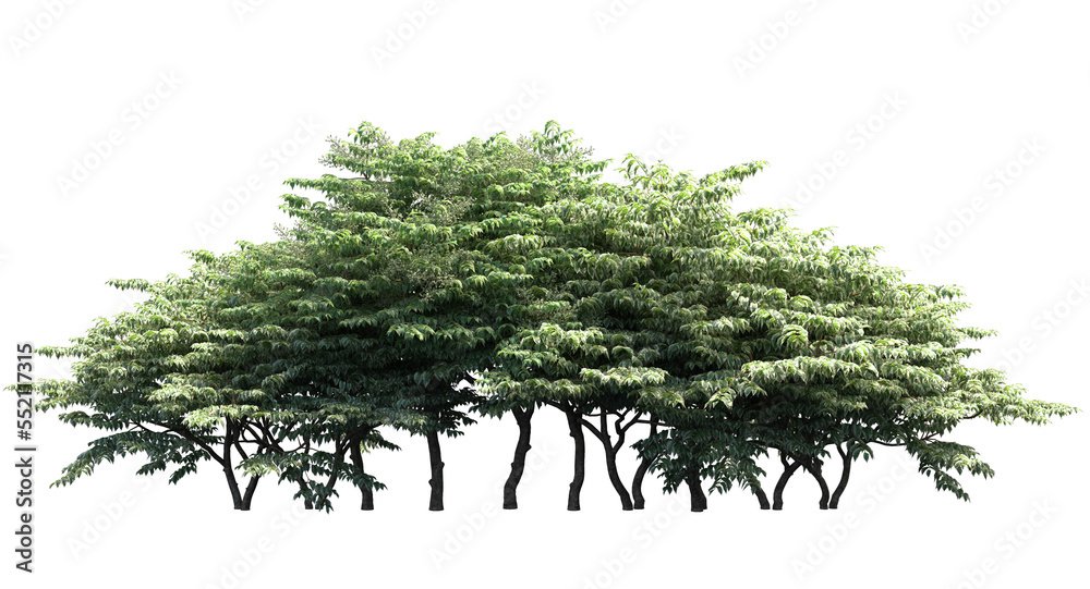 small tree png image_ small bush in transparent background_png flower ...