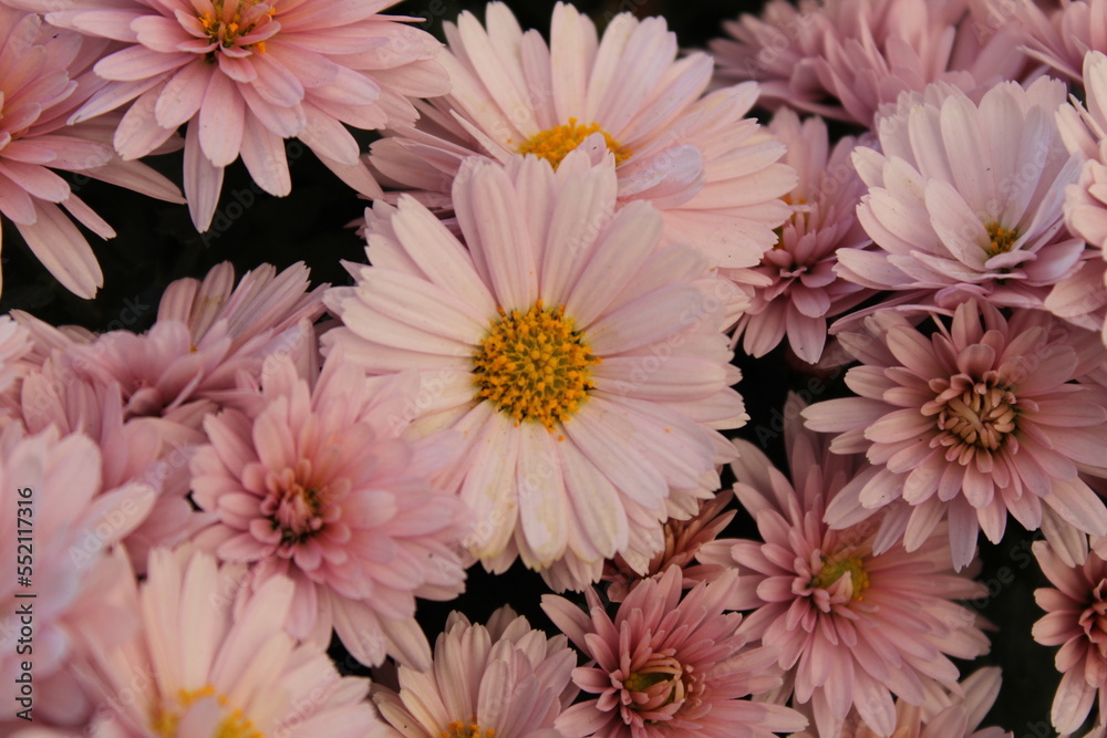 Chrysanthemum morifolium (also known as florist's daisy and hardy ...