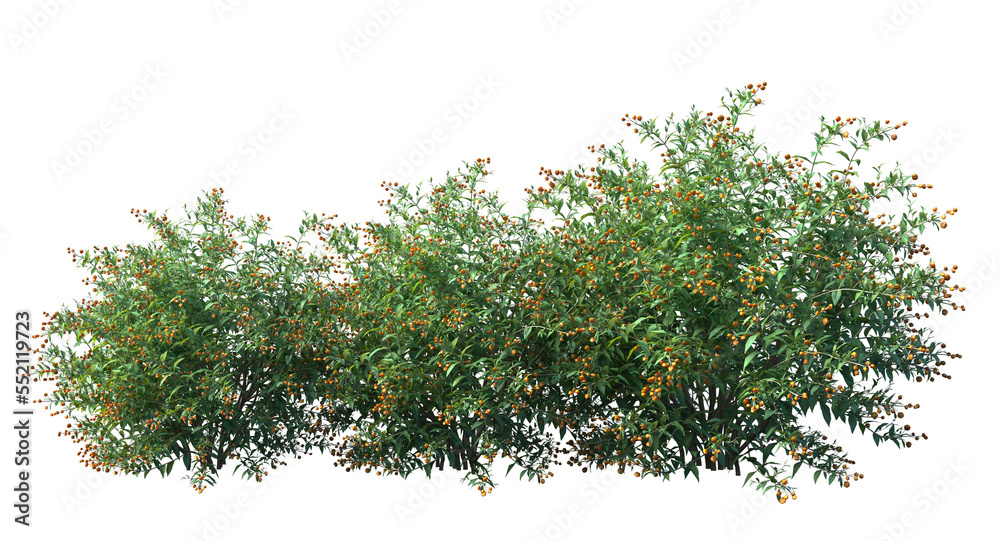 small tree png image_ small bush in transparent background_png flower ...