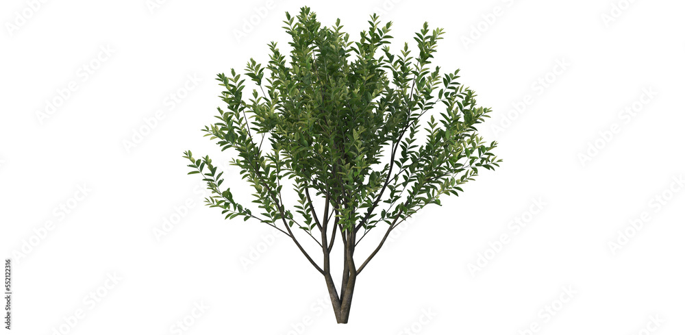 small tree png image_ small bush in transparent background_png flower ...