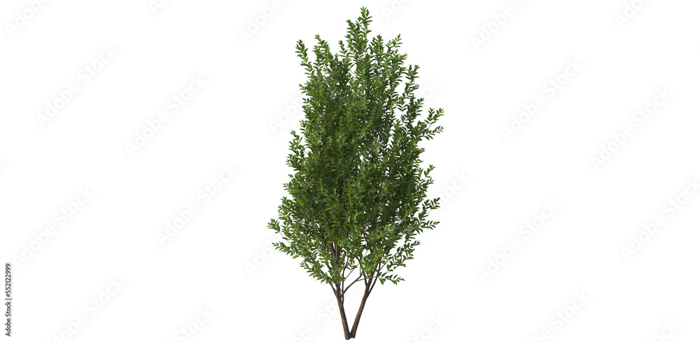 small tree png image_ small bush in transparent background_png flower ...