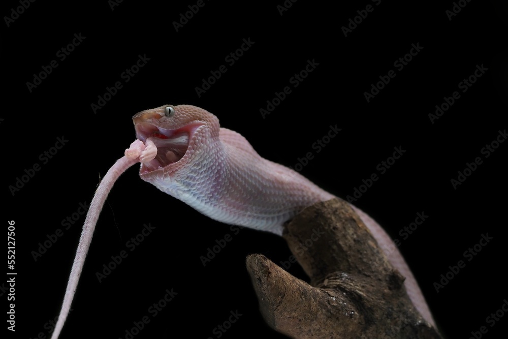 Mangrove Pit Viper eats white rats on branches, Manggrove Pit Viper ...