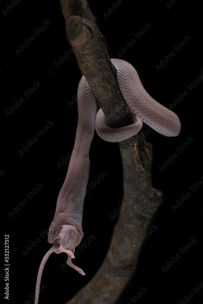 Mangrove Pit Viper eats white rats on branches, Manggrove Pit Viper ...