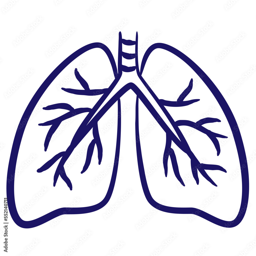 Human lungs minimal vector icon drawn with brush line. Blue linear ...