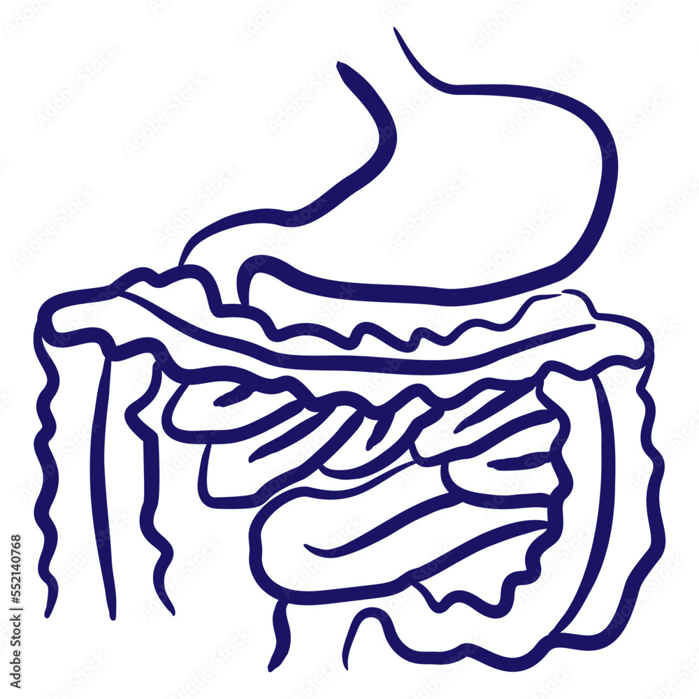 Digestive system minimal vector icon drawn with brush line. Blue linear ...