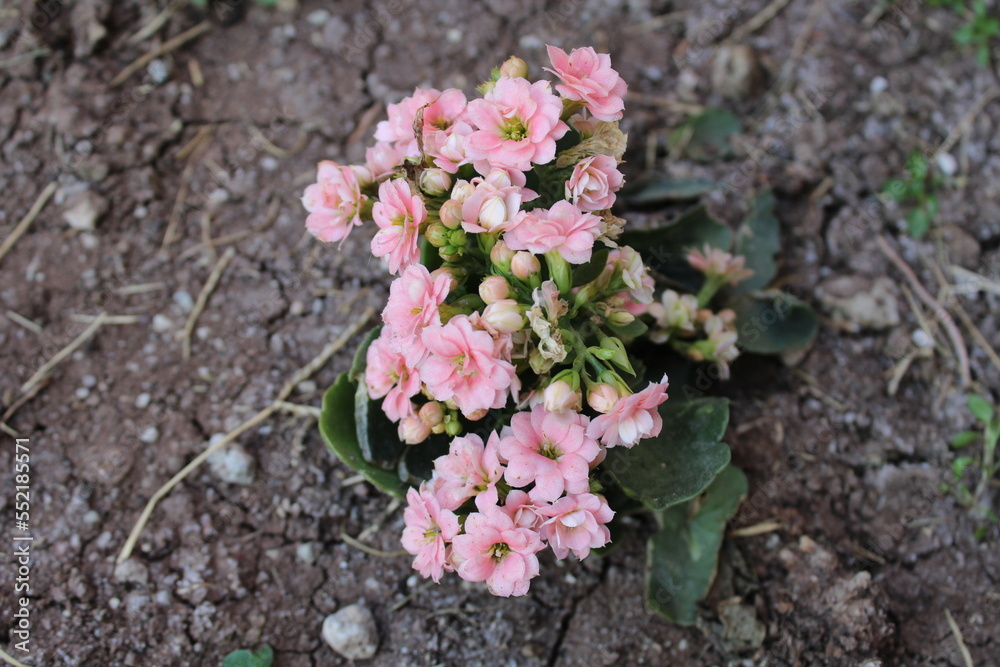 Kalanchoe blossfeldiana is an herbaceous and widely cultivated ...