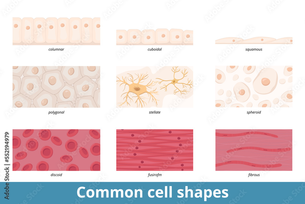 Squamous Cell Shape squamous-cell-shape