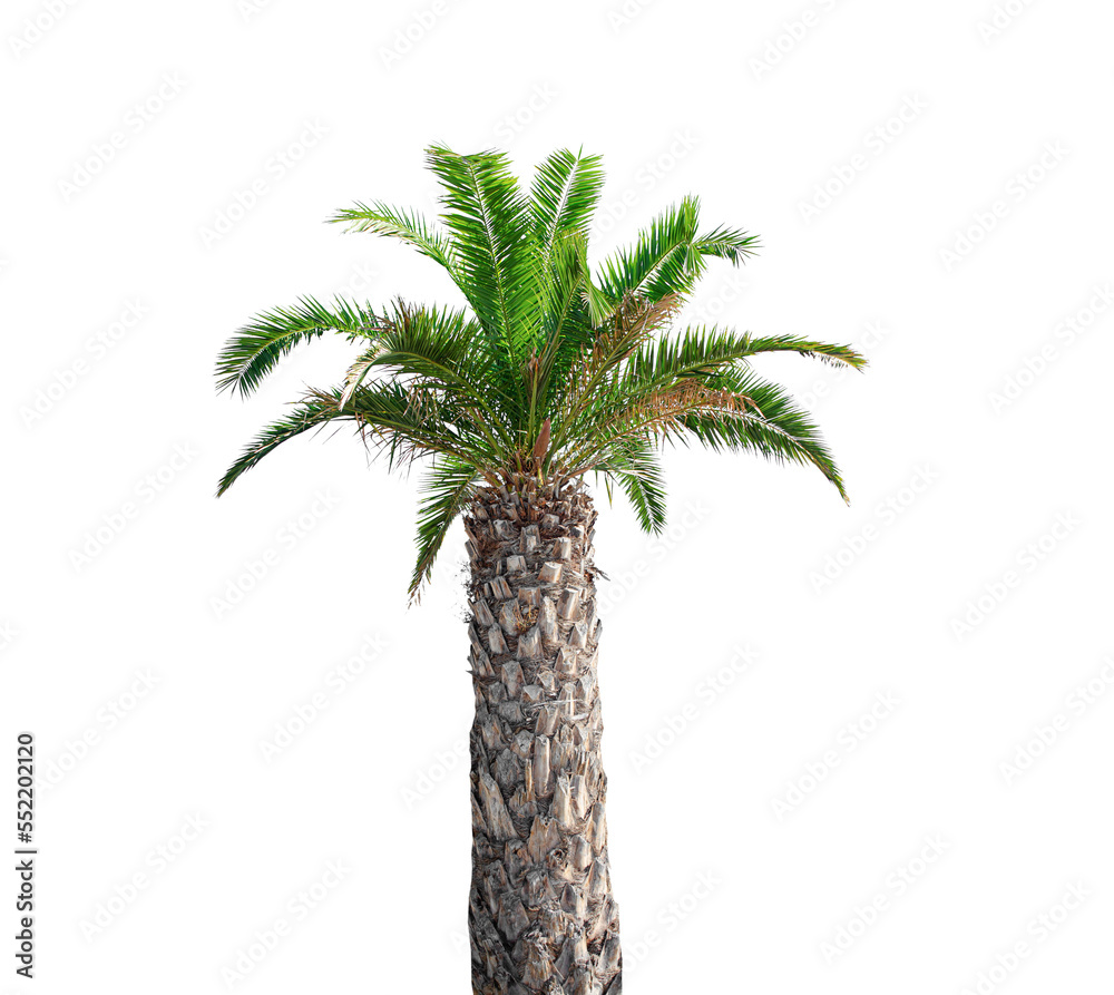 Palm isolate. Palm tree isolated on white background. Stock Photo ...
