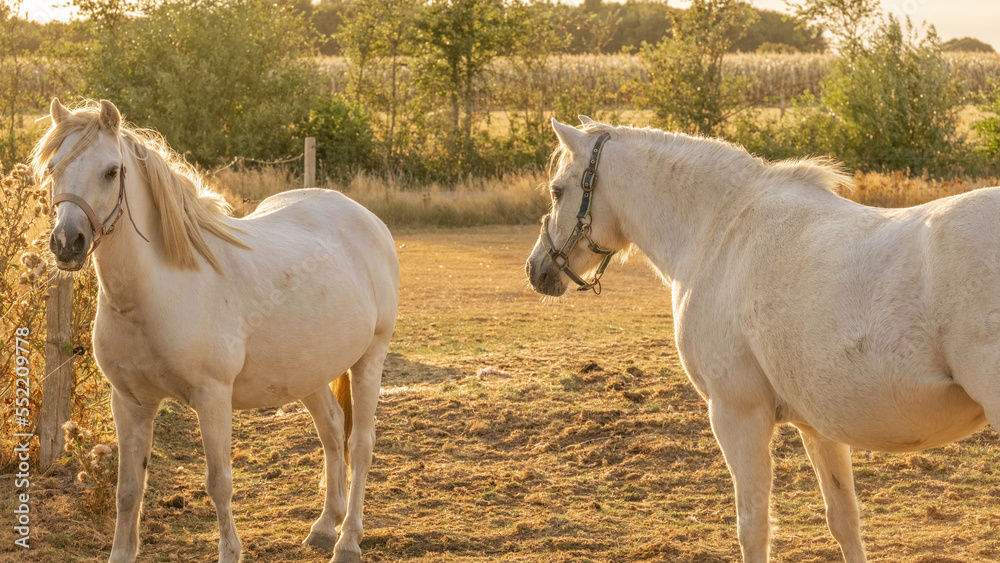 white horses with white manes. horse on a sunny windy day in a paddock ...