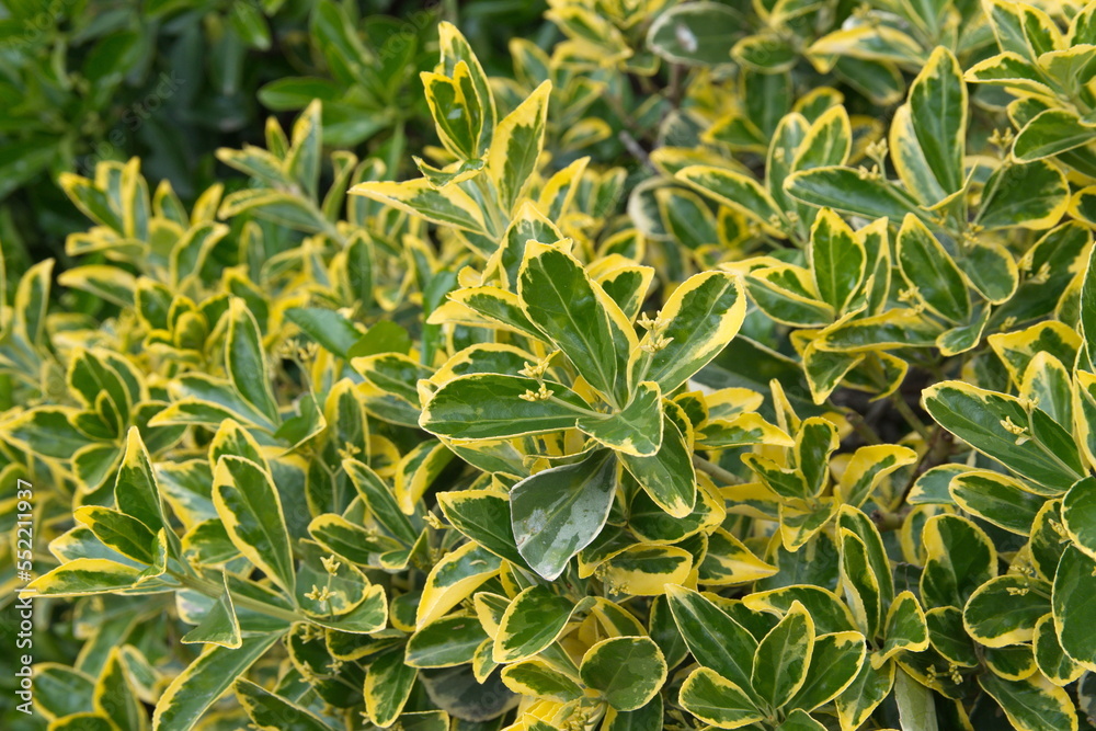 Foliage of Euonymus japonicus (evergreen spindle or Japanese spindle ...