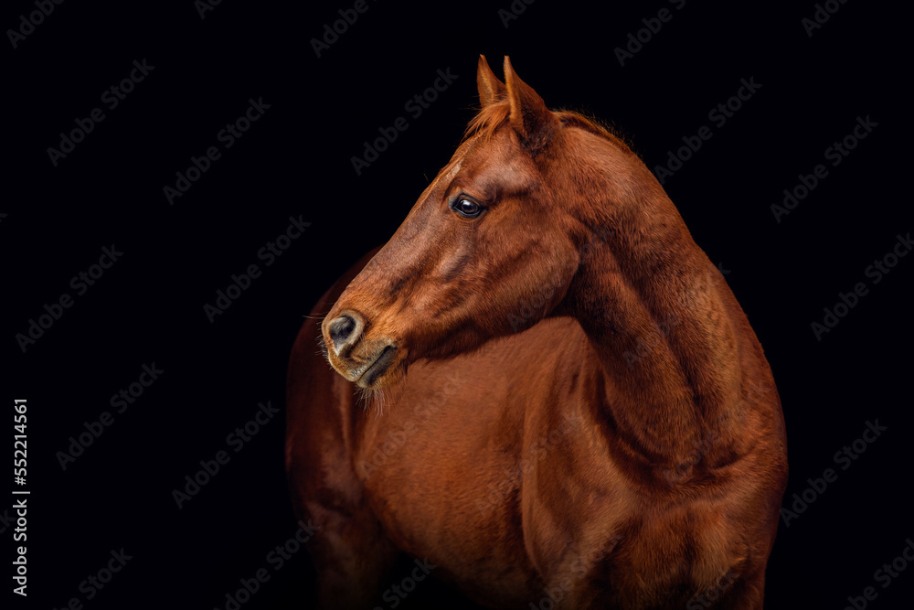 Black shot fine art portrait of a dark chestnut brown quarter horse ...