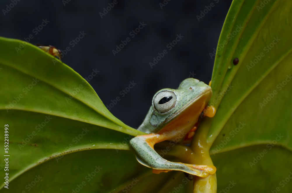Flying Tree Frog (Rhacophorus reinwardtii) on a leaf. Stock Photo ...