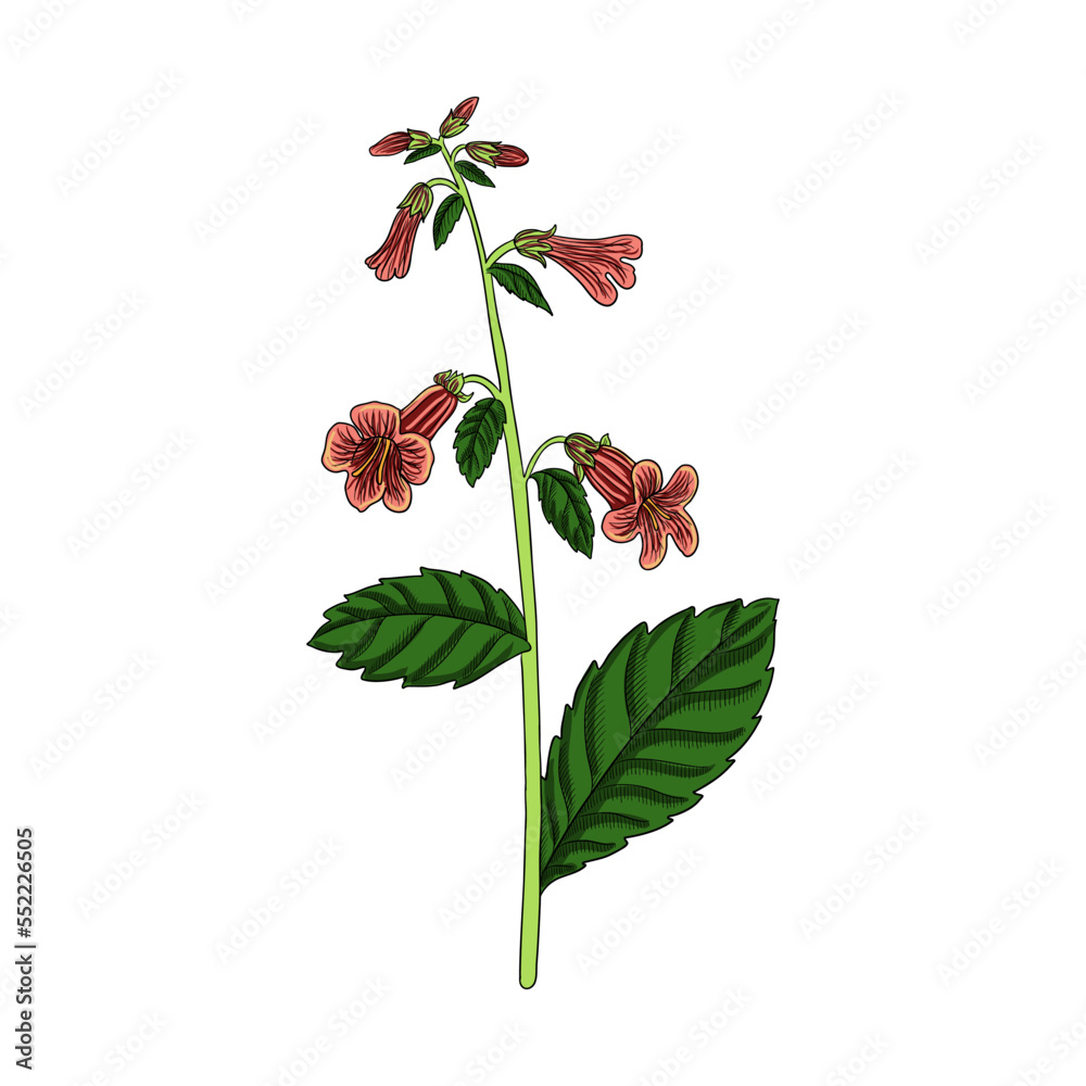 vector drawing plant of Chinese foxglove, Rehmannia glutinosa, herb of ...