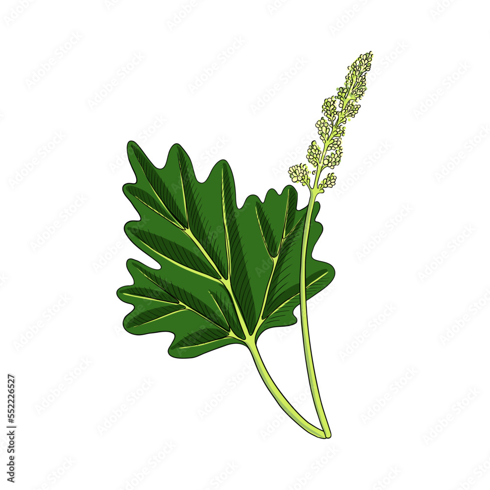 vector drawing plant of rhubarb, Rheum officinale , herb of traditional ...