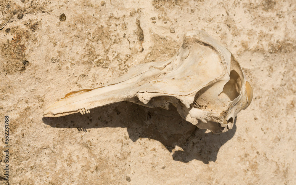Decomposition of the corpse of a Black Sea dolphin. The skull of a ...