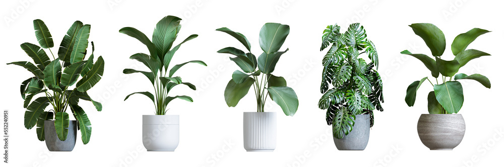 Plants in 3d rendering, Beautiful plant in 3d rendering isolated Stock ...