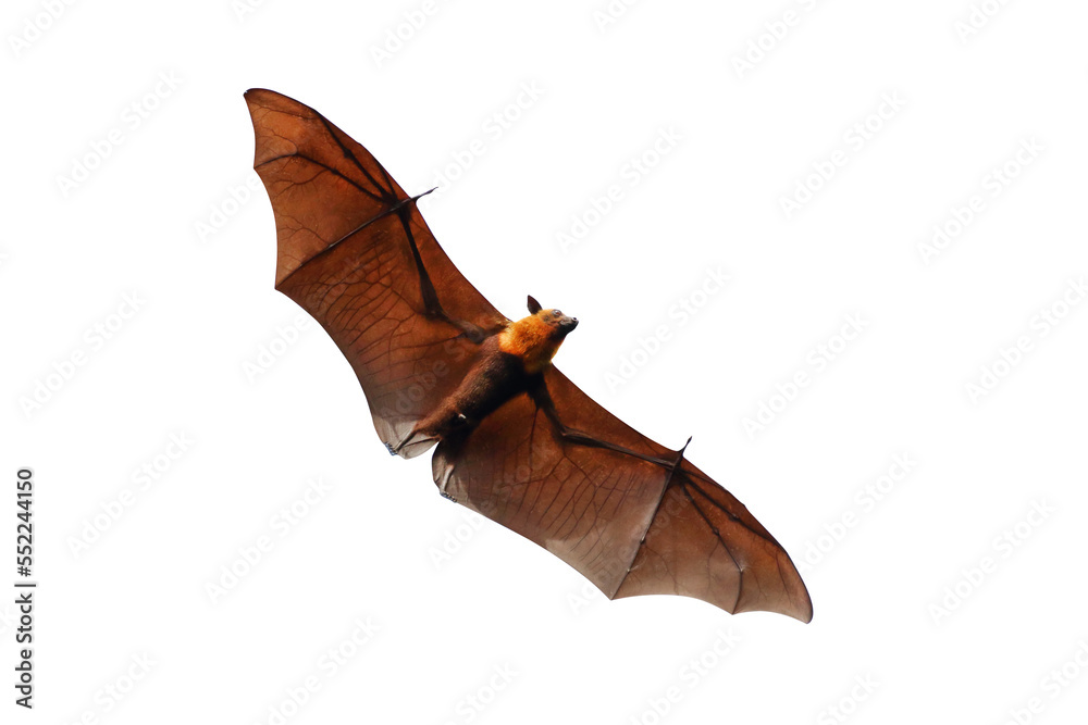 Bat flying isolated on transparent background. "Lyle's flying fox ...