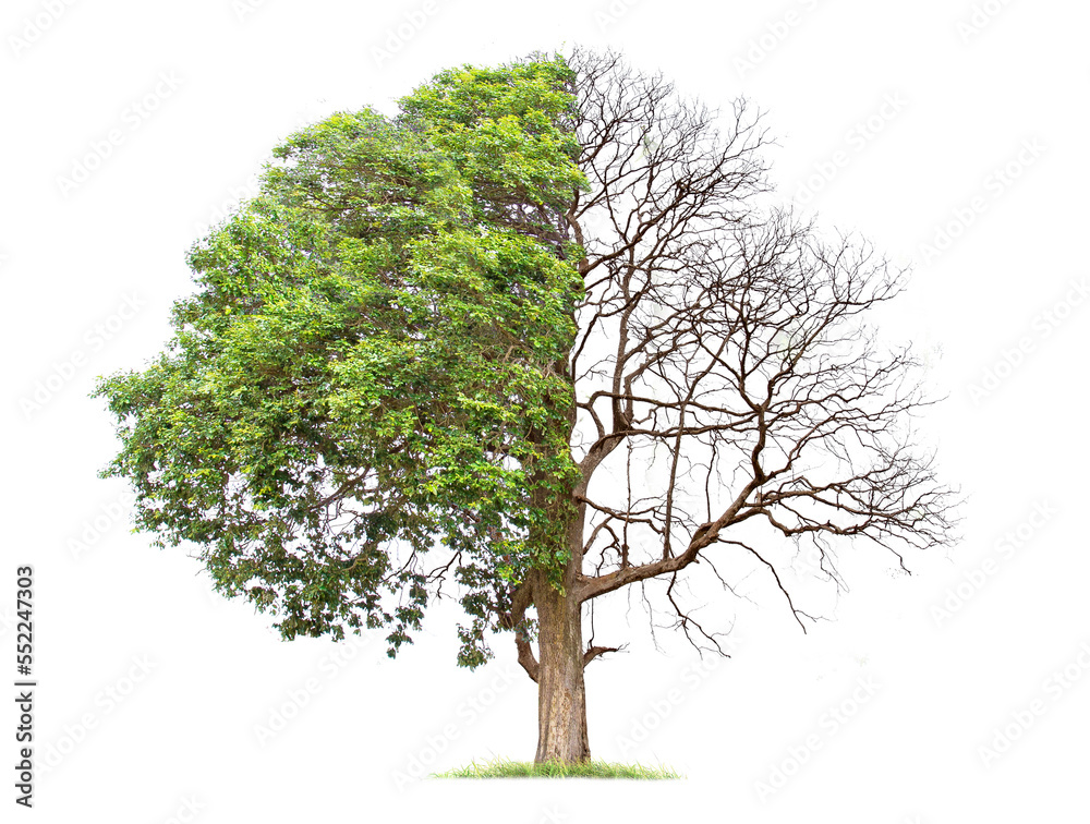 Concept of doubleness. Dead tree on one side and living tree on the ...