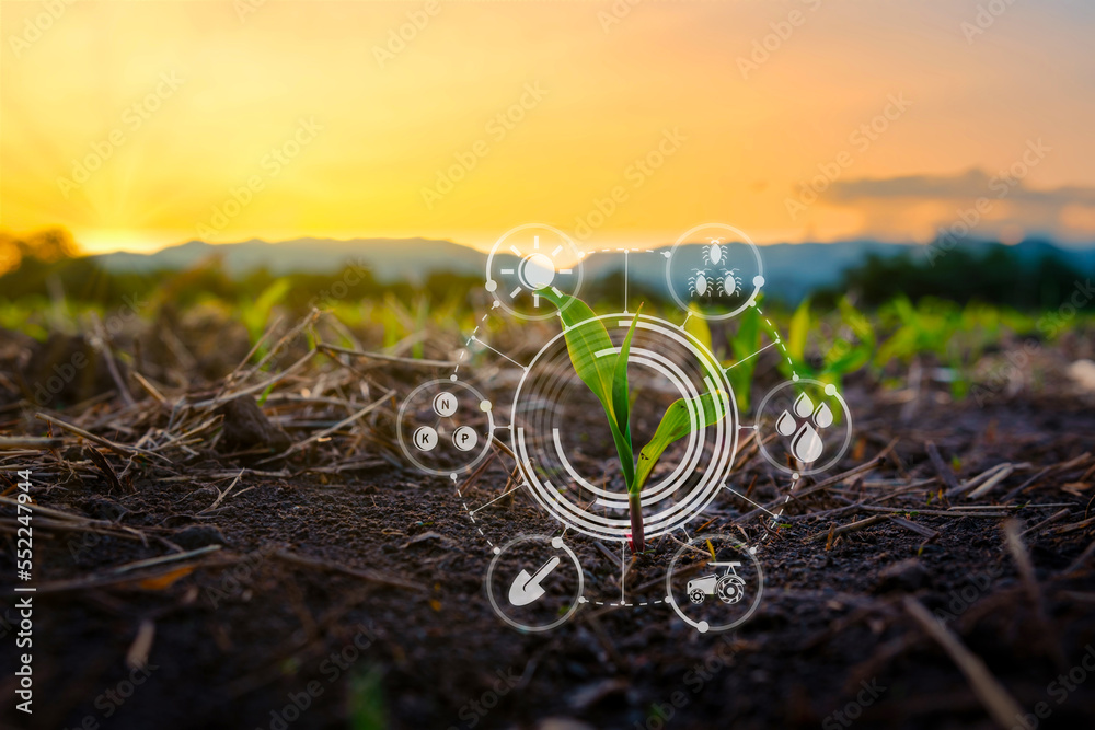 Maize seedling in cultivated agricultural field with graphic concepts ...