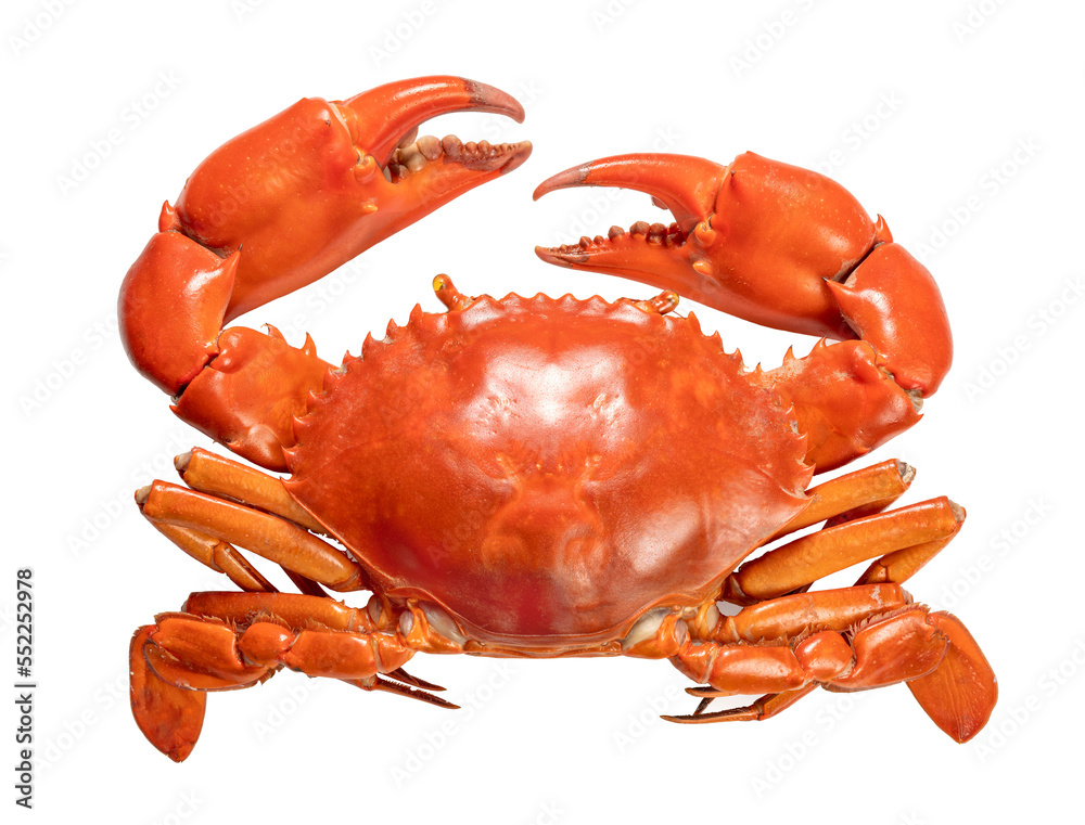 Seafood dish, Boiled Serrated mud crab on white background , Steamed ...