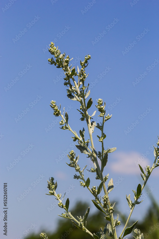 Artemisia absinthium is a perennial plant of the aster family ...