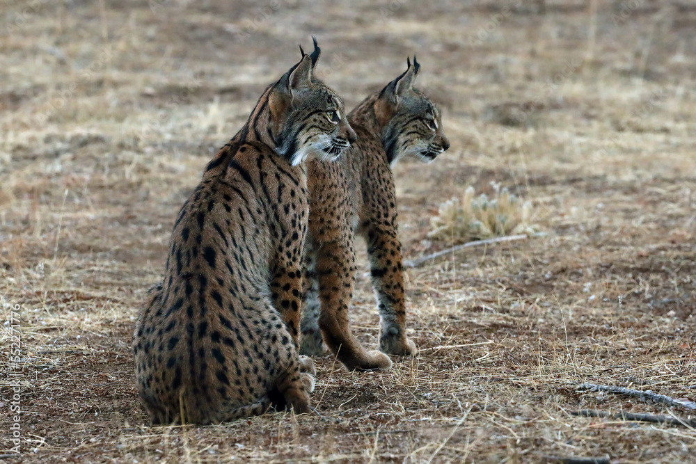 Iberian Lynx Kittens