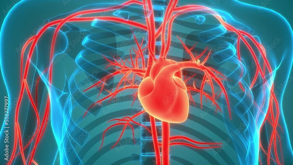 Human Circulatory System Heart Anatomy Animation Concept Stock Video ...