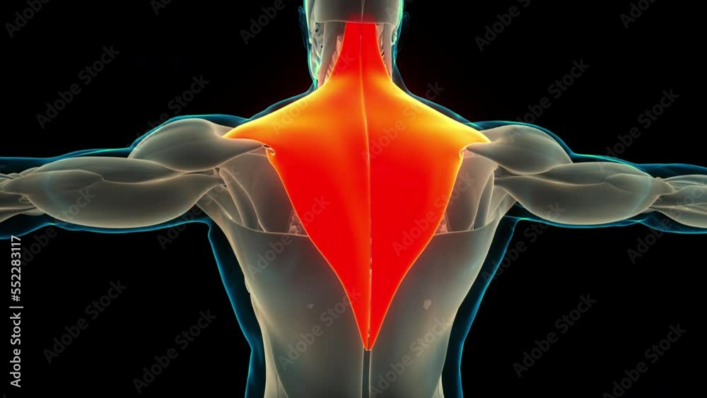 Human Muscular System Torso Muscles Trapezius Muscle Anatomy Animation ...