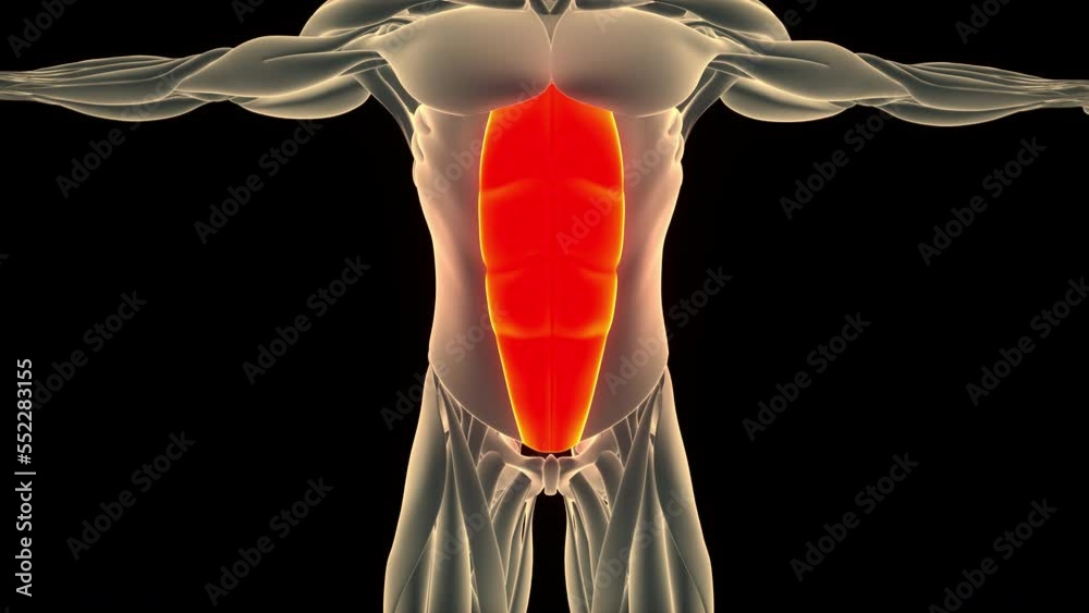 Human Muscular System Torso Muscles Rectus Abdominis Muscle Anatomy ...