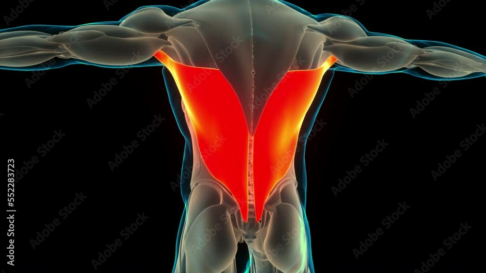 Human Muscular System Torso Muscles Latissimus Dorsi Muscle Anatomy ...
